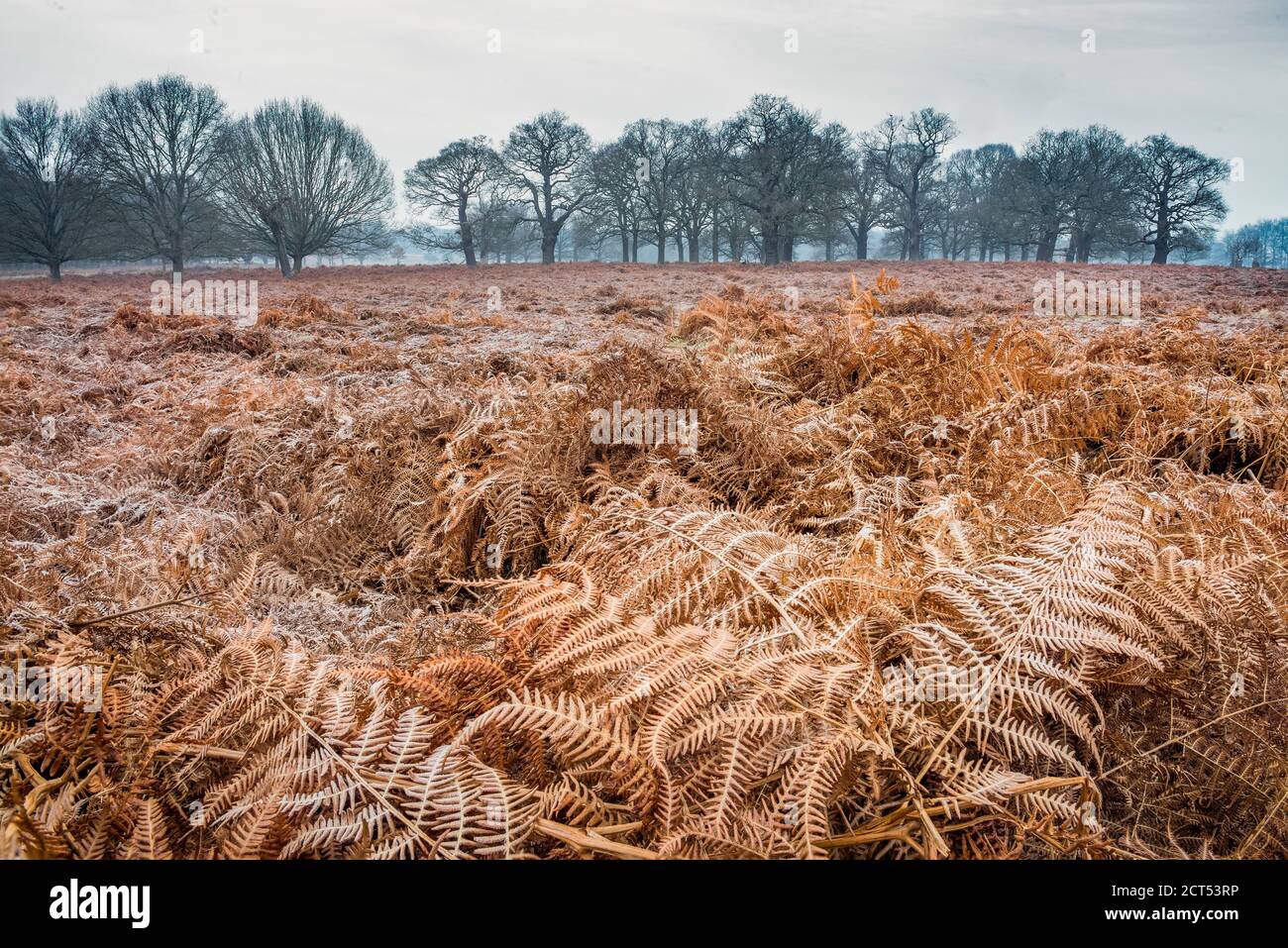 Ferns in Richmond Park, London, England Stock Photo - Alamy