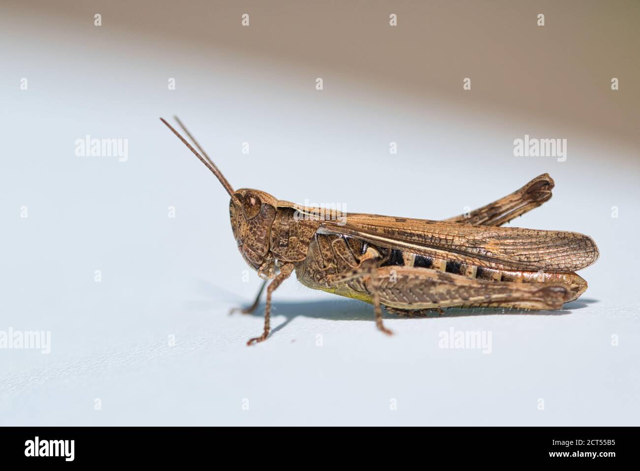 Brown grasshopper macro, insect side view, isolated on a white ...