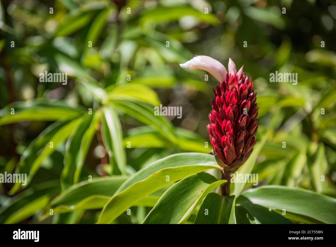Red Ginger (aka Ostrich Plume, Alpinia purpurata), Andasibe, Alaotra ...
