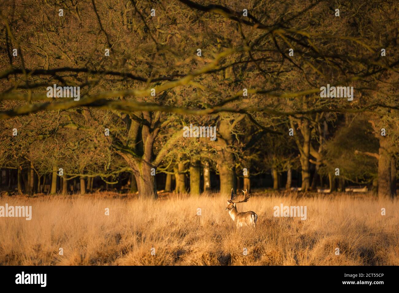 British wildlife scene, of a beautiful male fallow deer (dama dama) in ...