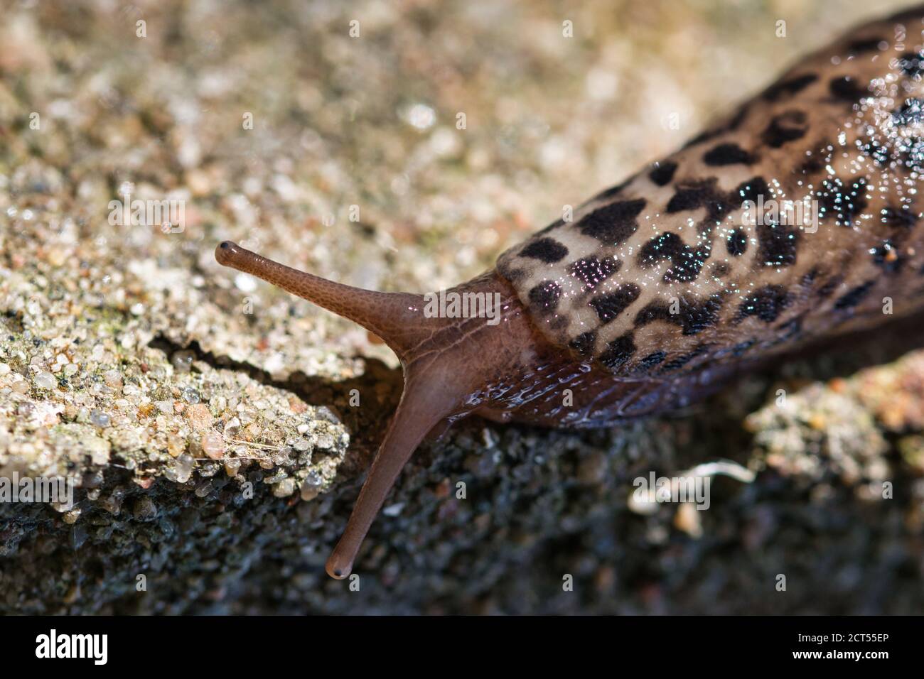 Great grey leopard slug macro with selective focus, pale gray and ash ...
