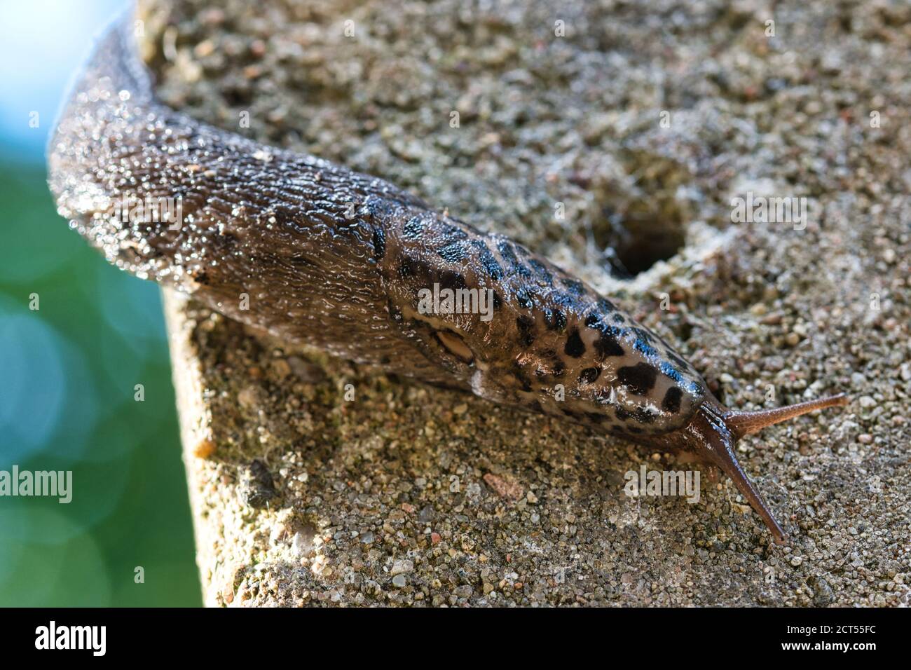 Great grey leopard slug macro with selective focus, pale gray and ash ...