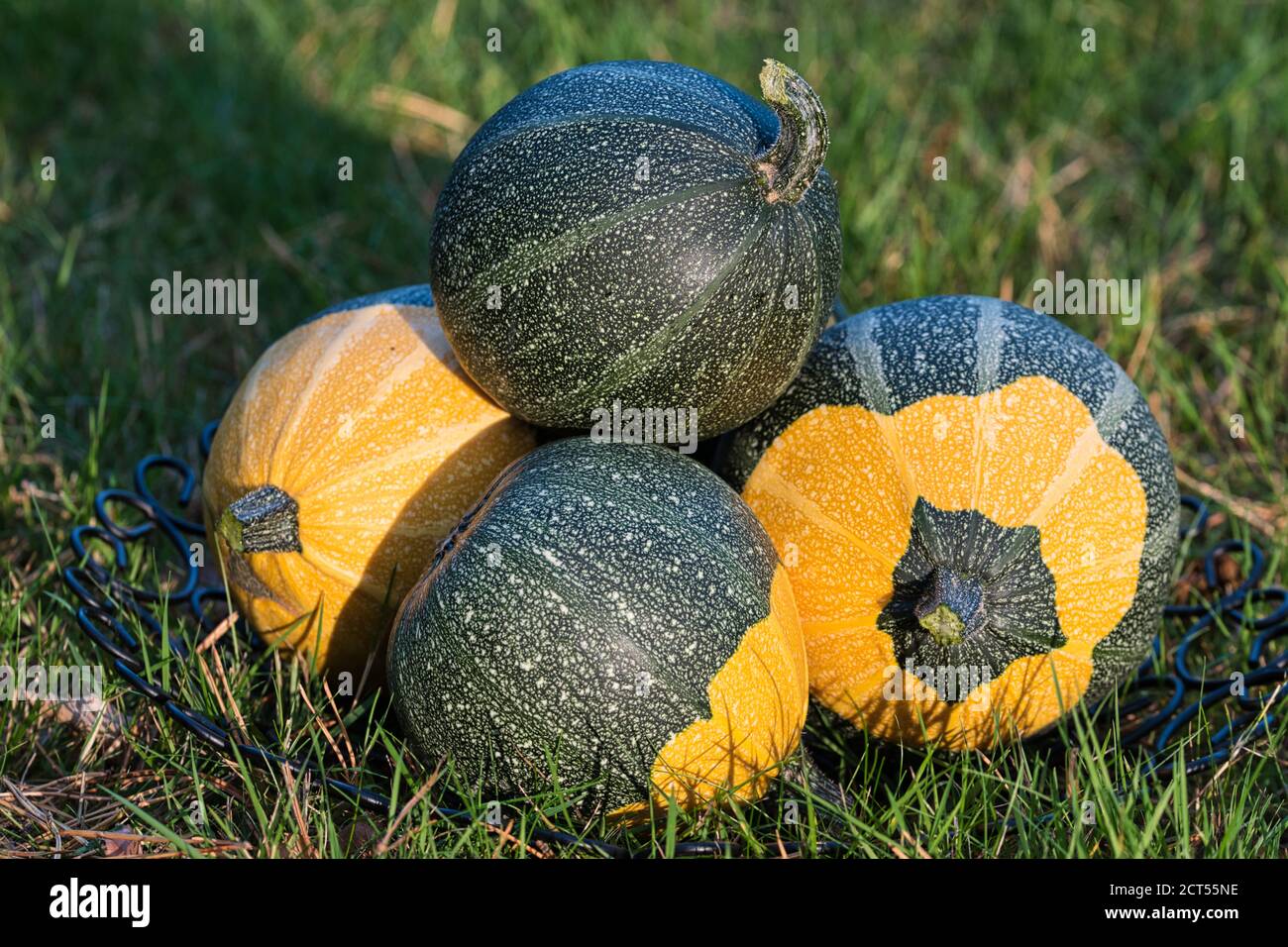 Sunlight on coloured background hi-res stock photography and images - Alamy
