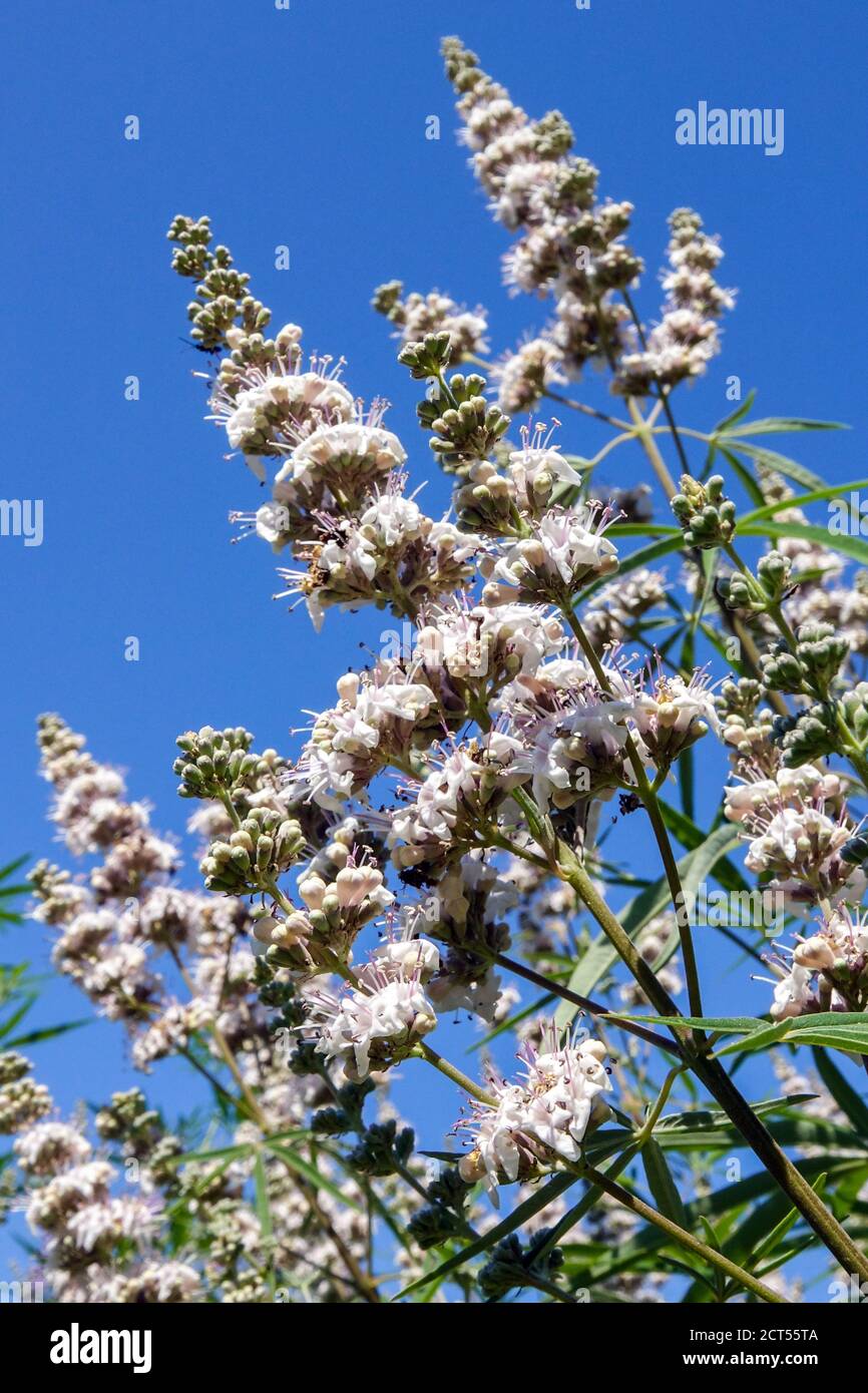 Vitex agnus castus Alba august flowers Stock Photo - Alamy