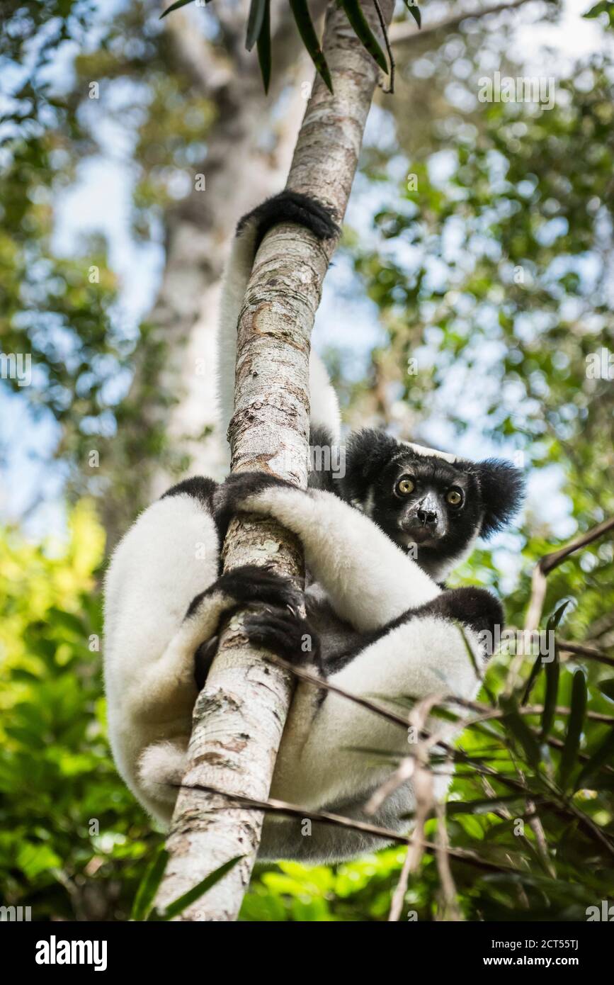 Indri aka Babakoto (Indri Indri), a large lemur in Perinet Reserve ...