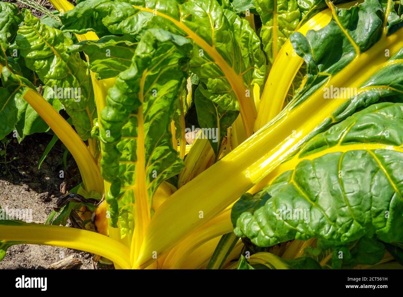 Yellow Swiss chard mangold plant chard Bright Yellow Stock Photo - Alamy