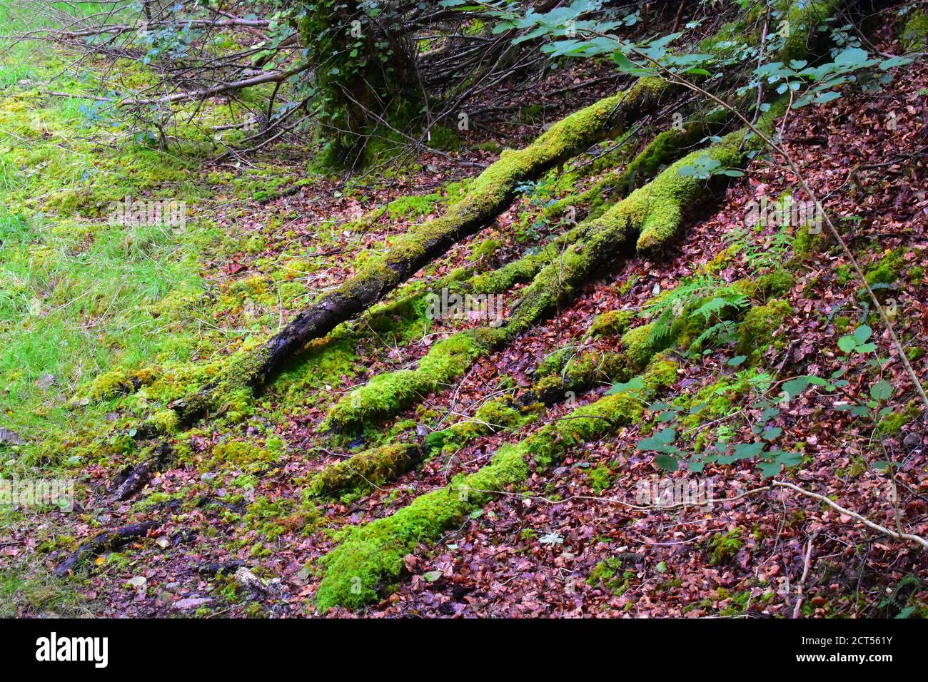 Rotting trunks hi-res stock photography and images - Alamy