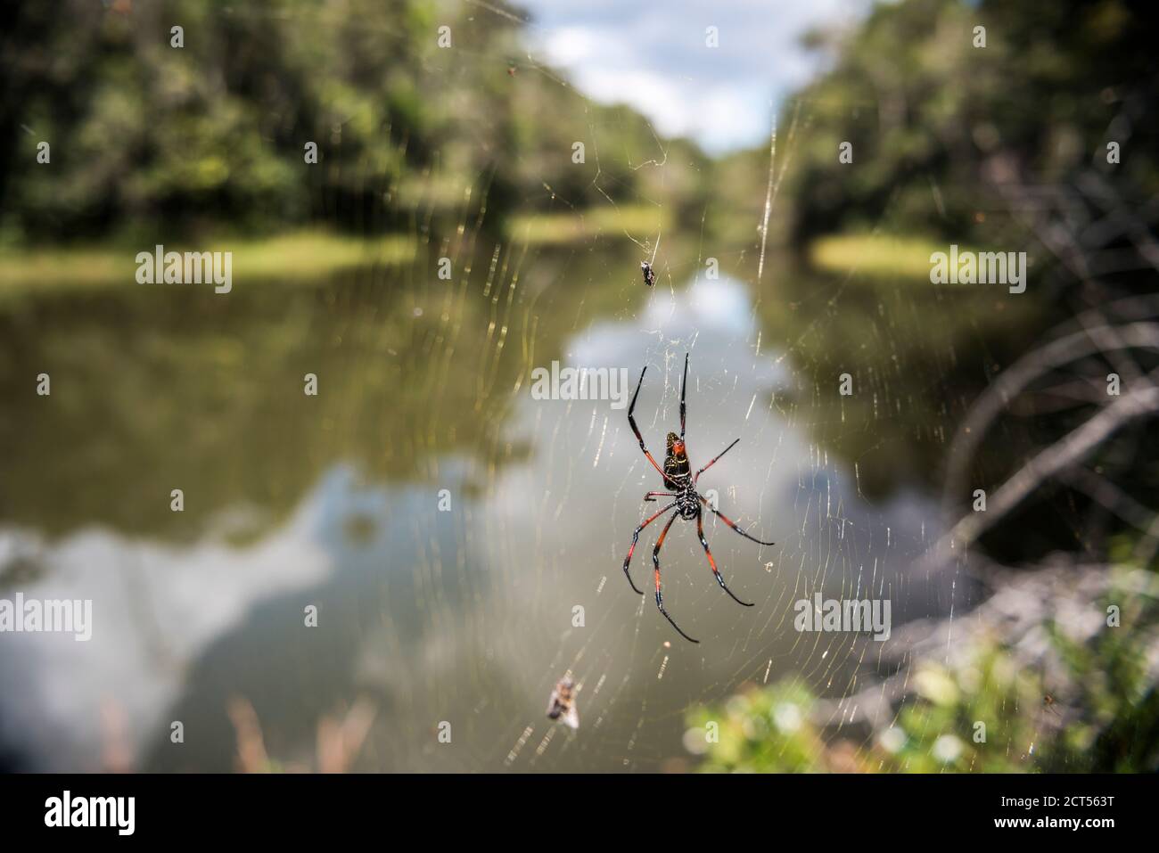 Golden Silk Orb Weaver Spider (Nephila) on its web, Perinet Reserve ...