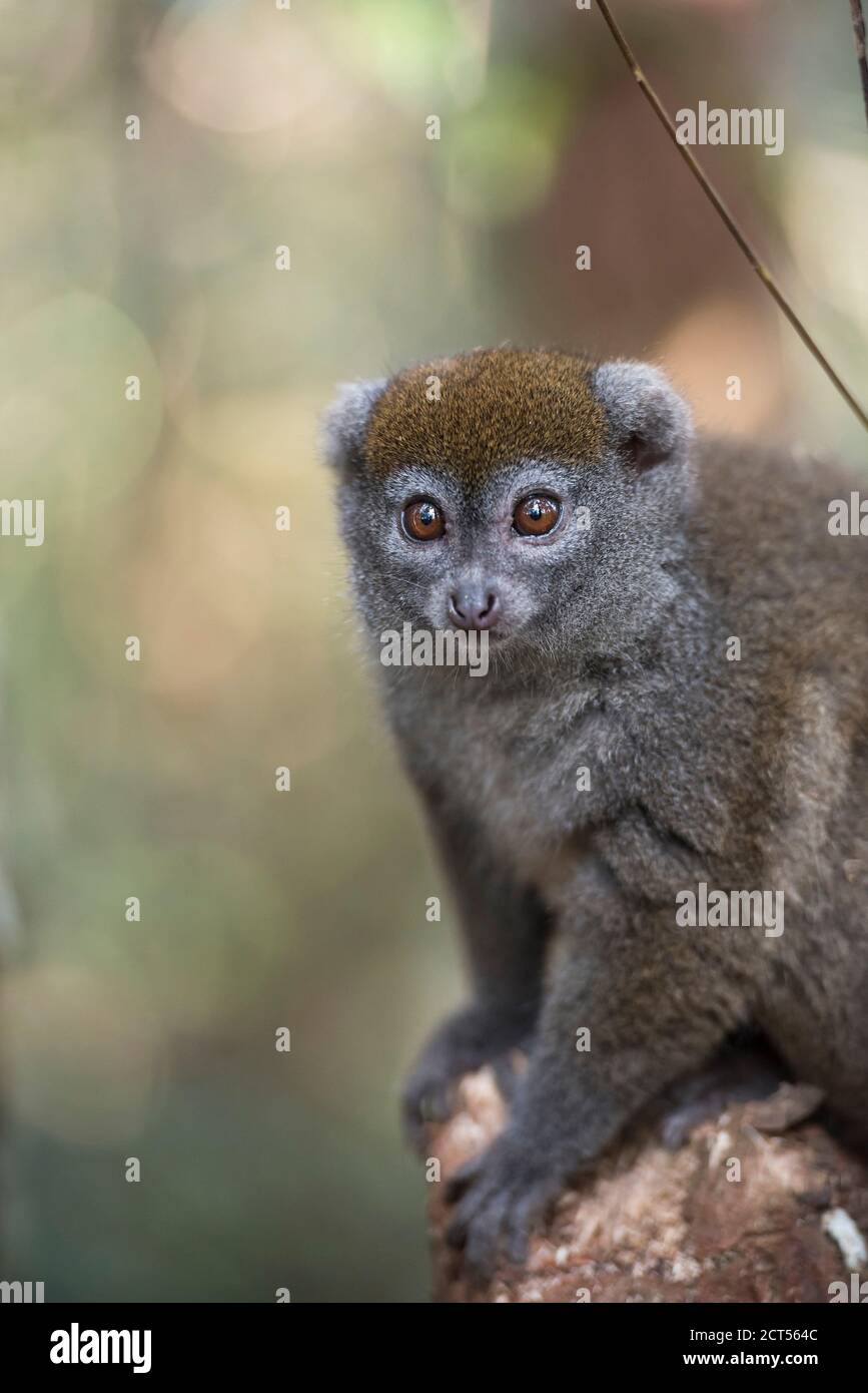 Lac Alaotra bamboo lemur (Hapalemur alaotrensis), Lemur Island ...