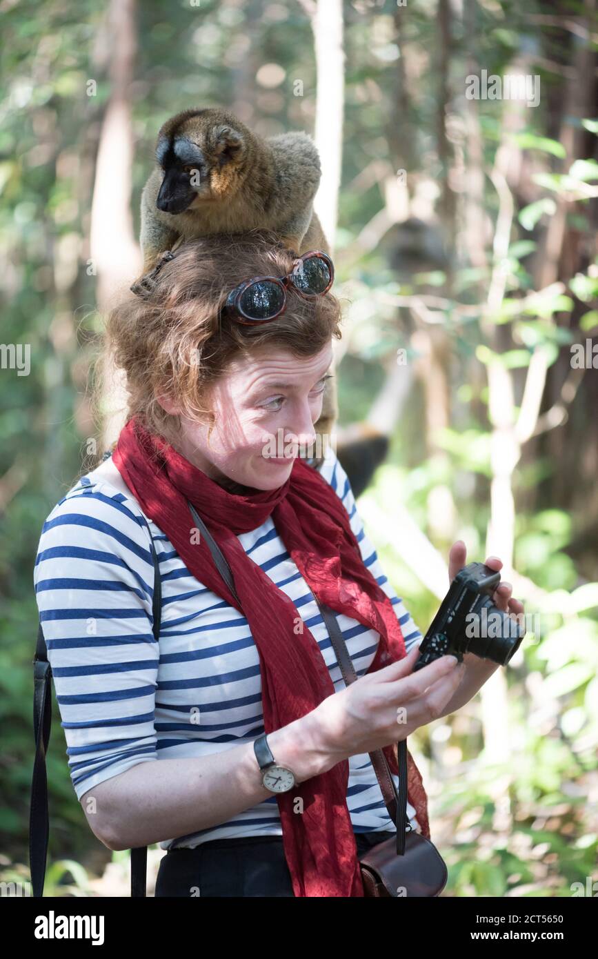Tourist with a Common Brown Lemur (Eulemur fulvus) on Lemur Island ...