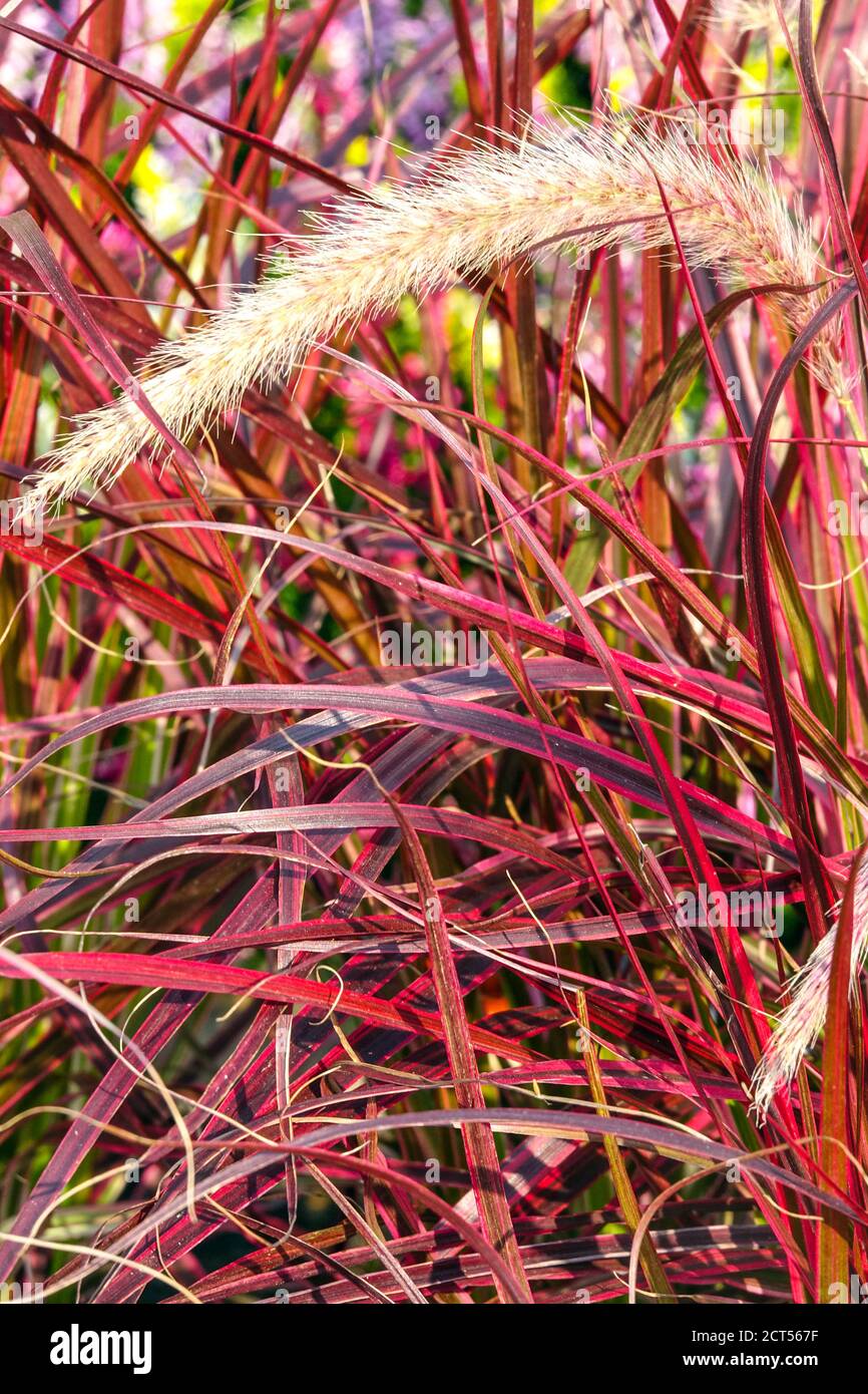 Pennisetum setaceum Fireworks Red Fountain Grass Stock Photo - Alamy