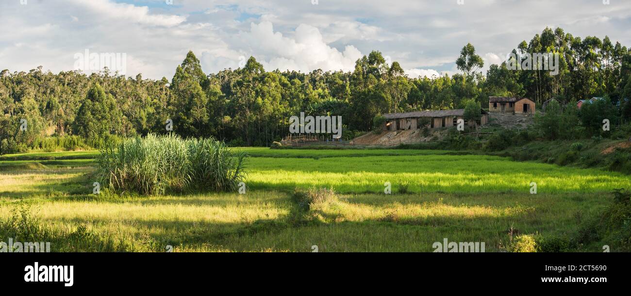 African rice paddy hi-res stock photography and images - Alamy
