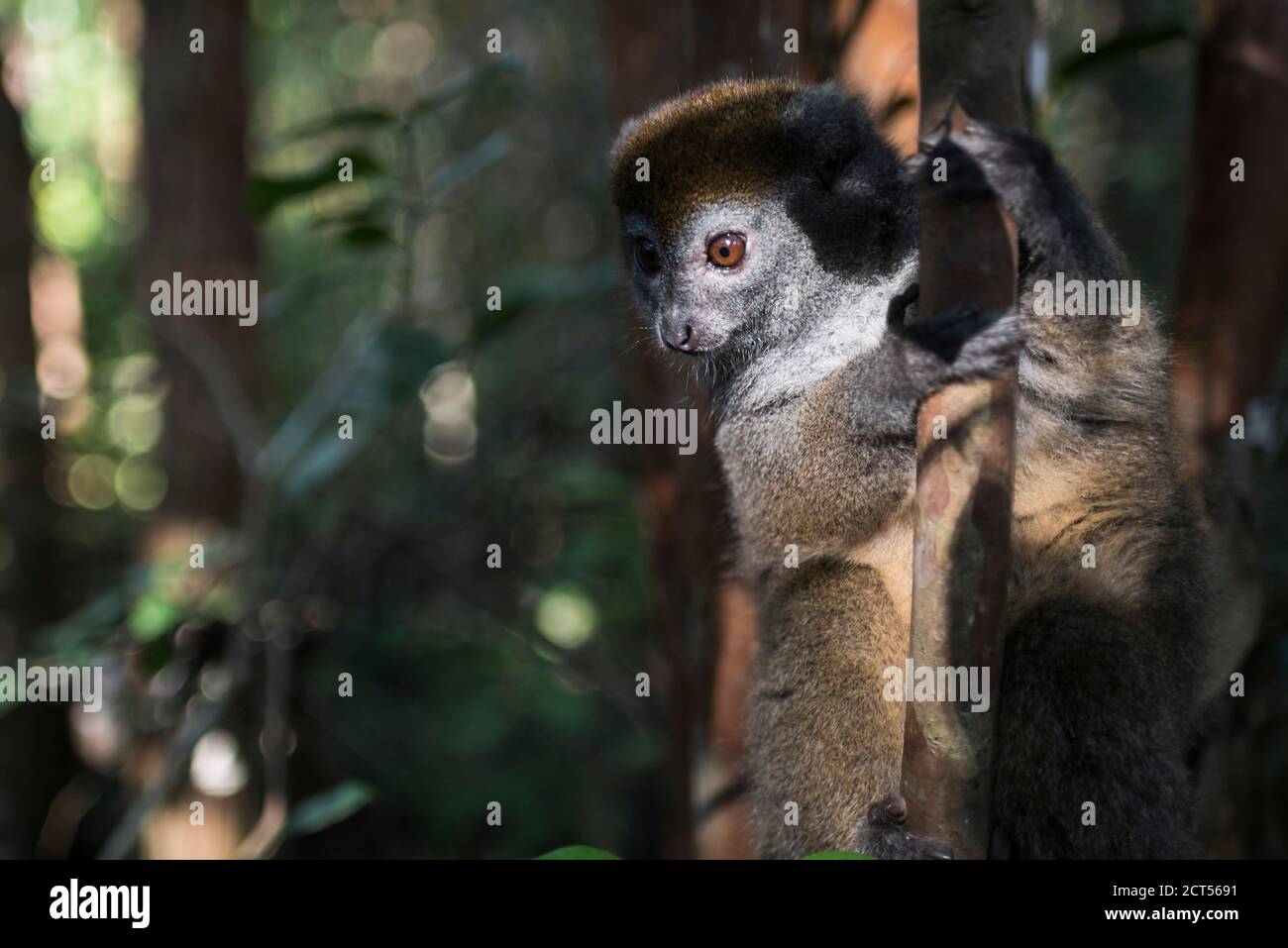 Lac Alaotra bamboo lemur (Hapalemur alaotrensis), Lemur Island ...