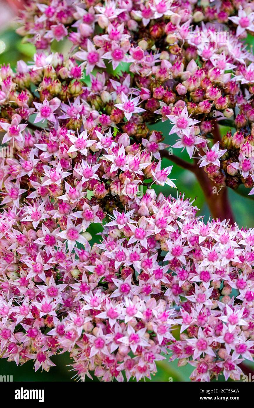 Sedum matrona hi-res stock photography and images - Alamy