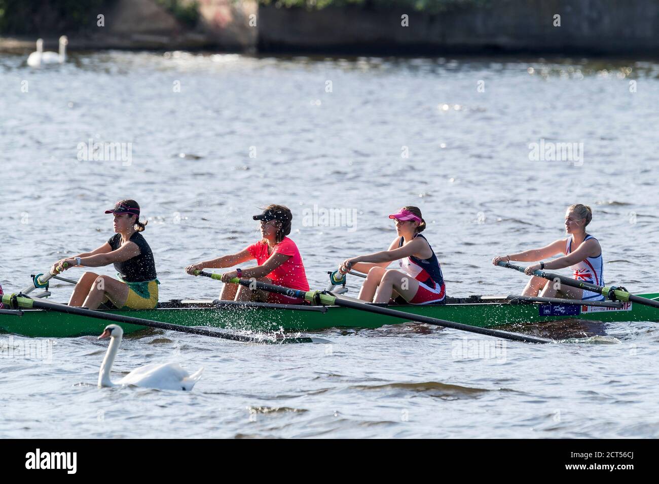 four members of the Eights rowboat rowing and parting the swan Stock ...