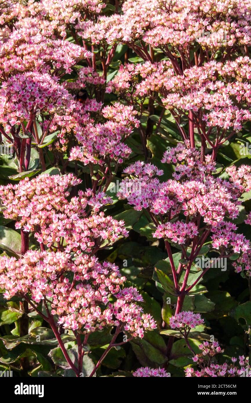 Sedum matrona hi-res stock photography and images - Alamy