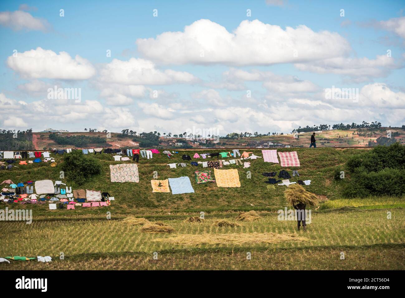 African rice farmer hi-res stock photography and images - Alamy