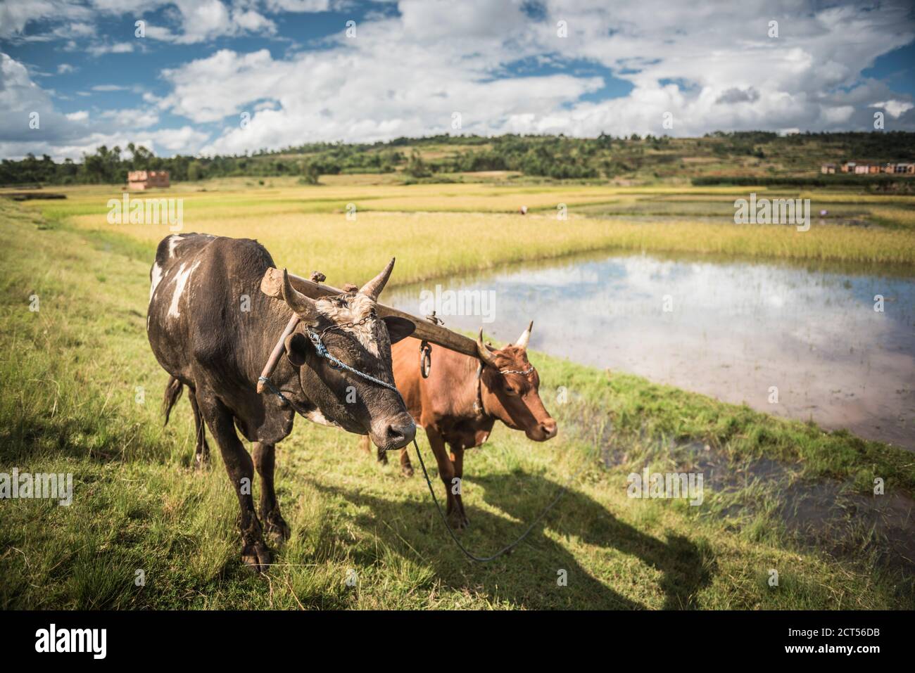 Farming africa hi-res stock photography and images - Alamy