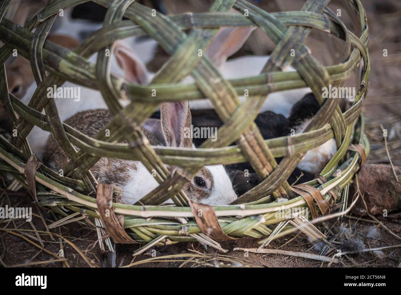 African rabbit hi-res stock photography and images - Alamy
