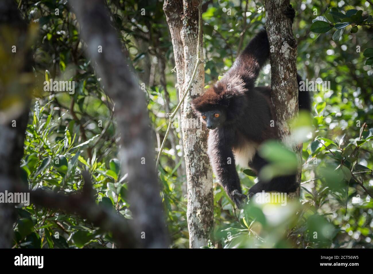 Milne-Edwards Sifaka (Propithecus Edwardsi), Ranomafana National Park ...