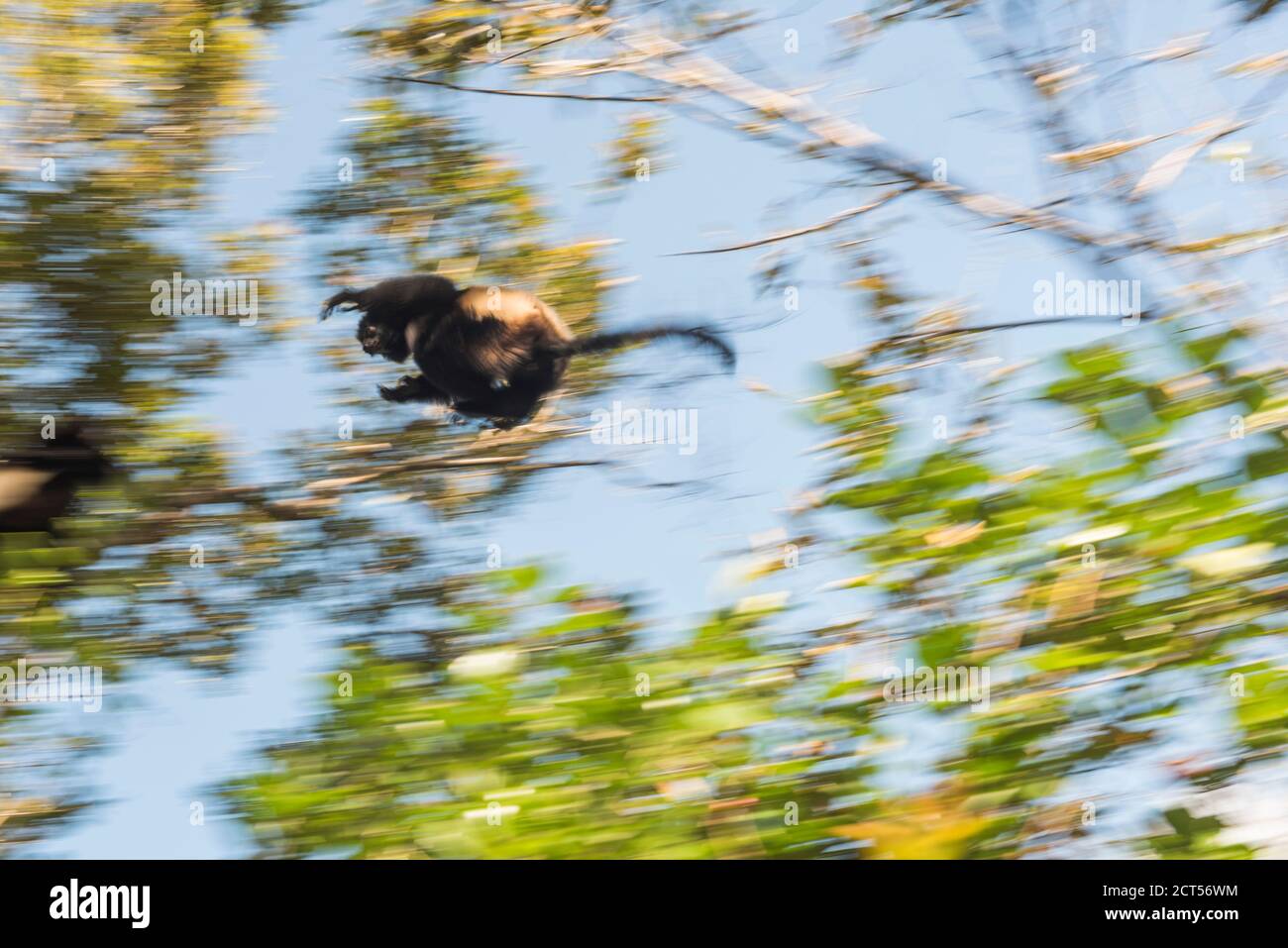 Milne-Edwards Sifaka (Propithecus Edwardsi) jumping between trees ...