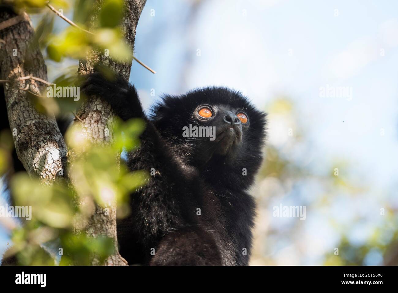Milne-Edwards Sifaka (Propithecus Edwardsi), Ranomafana National Park ...