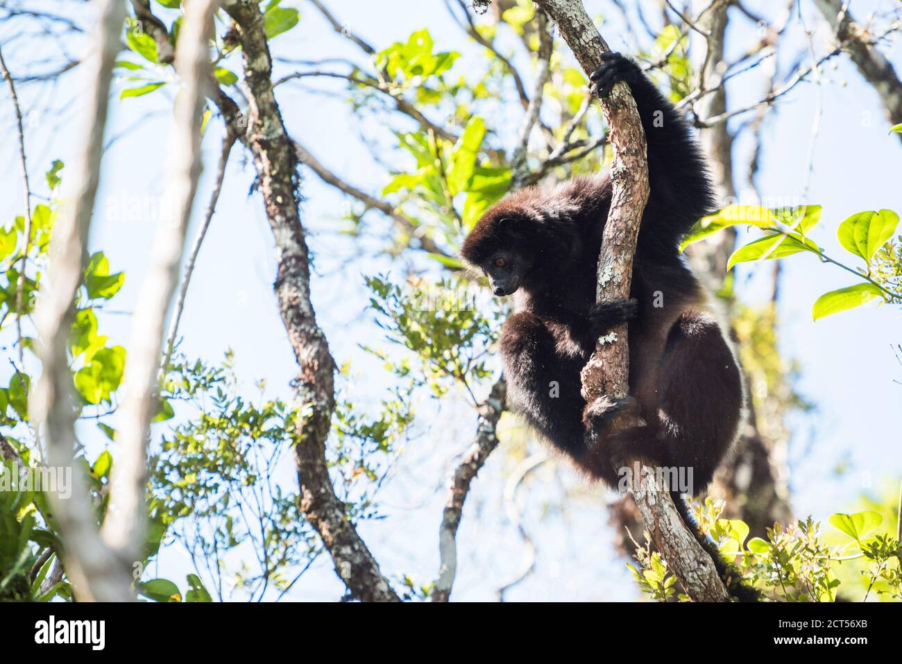 Milne-Edwards Sifaka (Propithecus Edwardsi), Ranomafana National Park ...