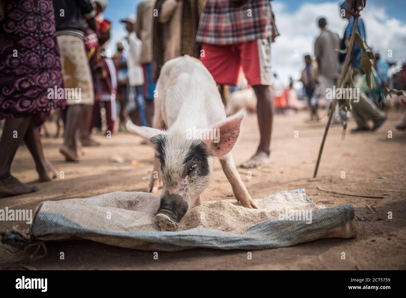 Andohasana Monday Pig Market, Madagascar Central Highlands Stock Photo ...