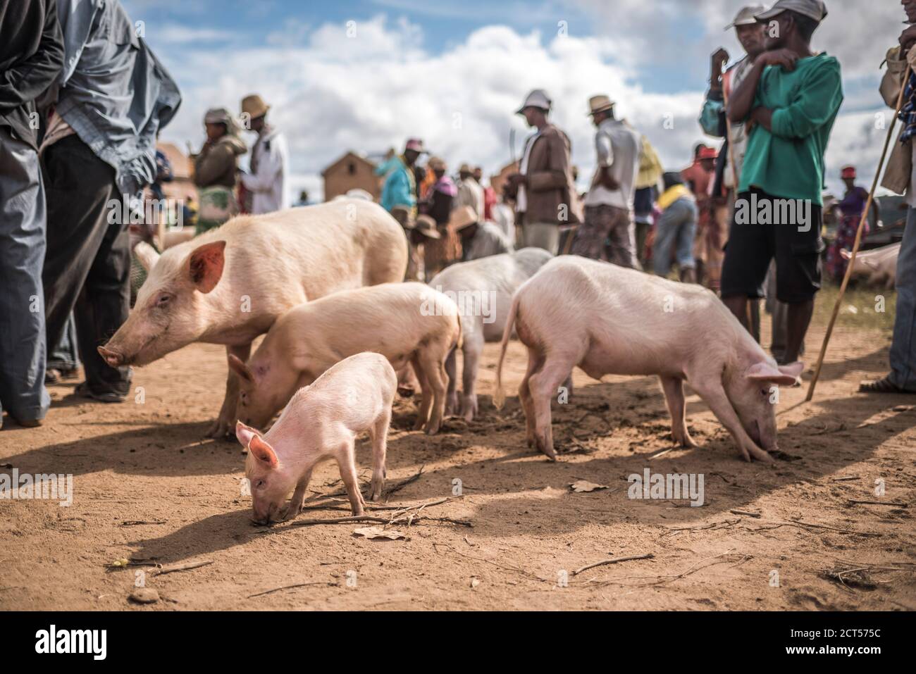 Andohasana Monday Pig Market, Madagascar Central Highlands Stock Photo ...