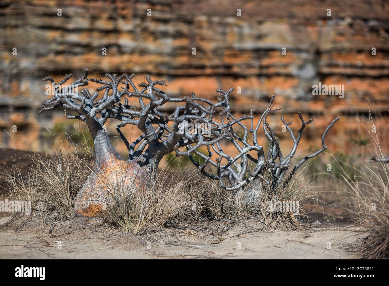 Elephants Foot Plant (Pachypodium rosulatum), Isalo National Park ...