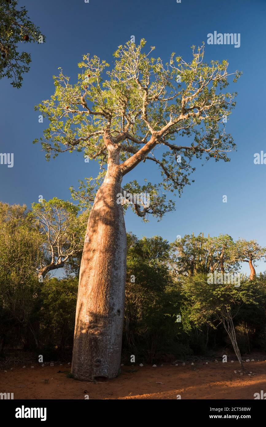 Baobab Tree in Spiny Forest, Parc Mosa a Mangily, Ifaty, South West ...