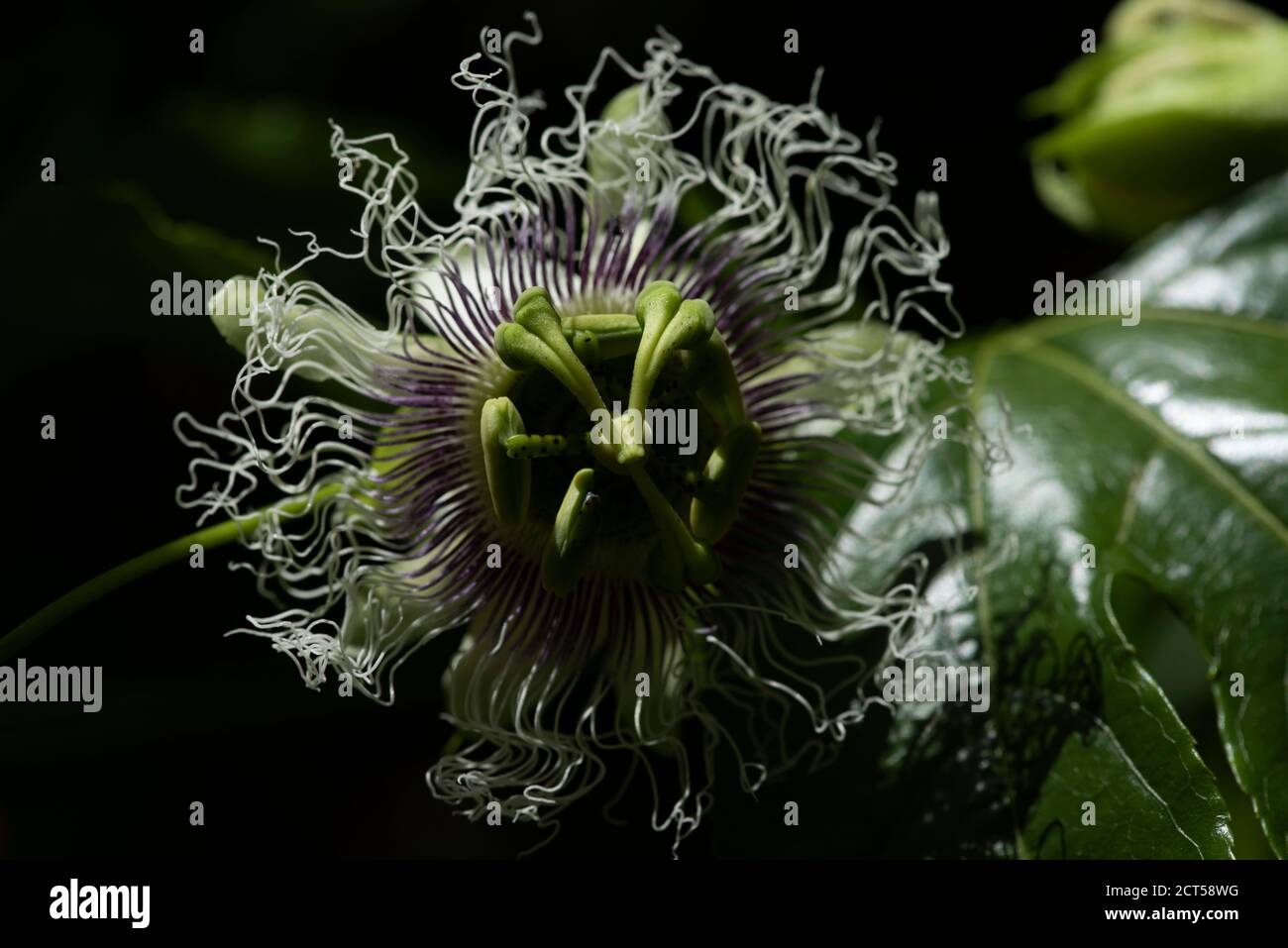 Tropical plant flower in Andasibe-Mantadia National Park, Madagascar ...