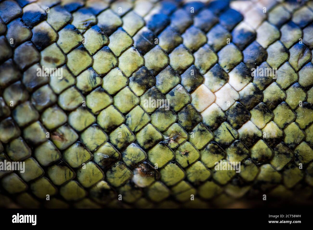 Snakeskin patterns hi-res stock photography and images - Alamy