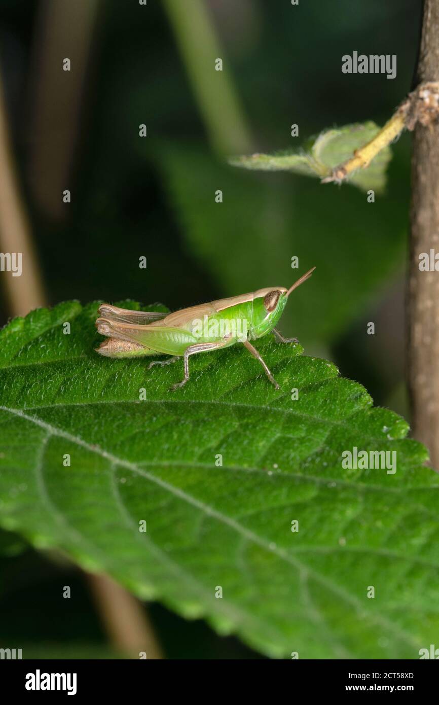 Rice grasshopper, hieroglyphus banian, Satara, Maharashtra, India Stock ...