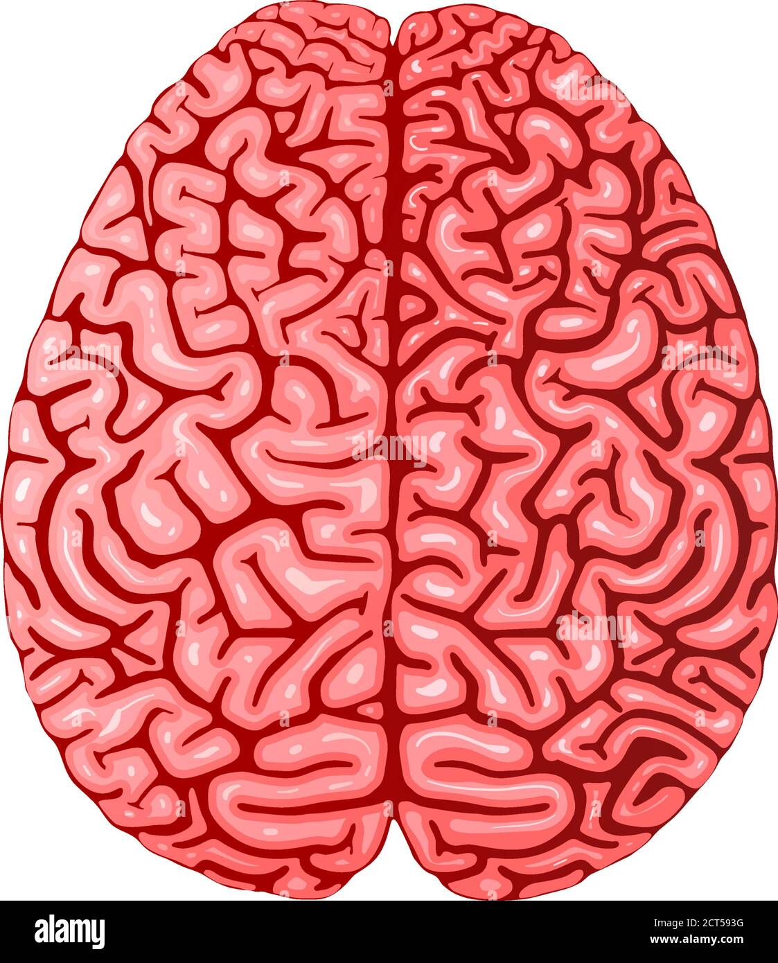 Human Brain Cartoon Top High Resolution Stock Photography and Images ...
