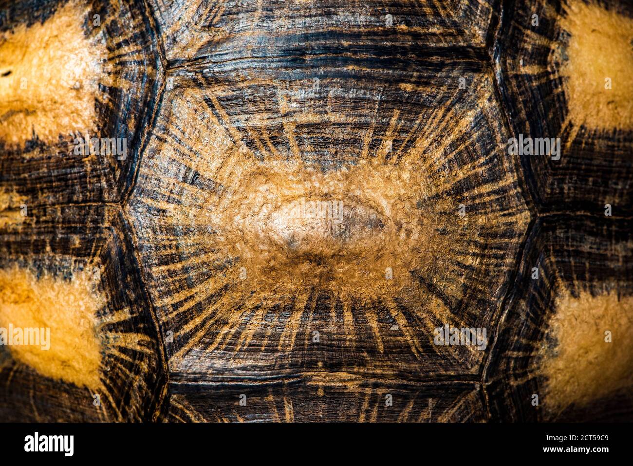 Radiated Tortoise shell (Astrochelys radiata), Madagascar Stock Photo ...