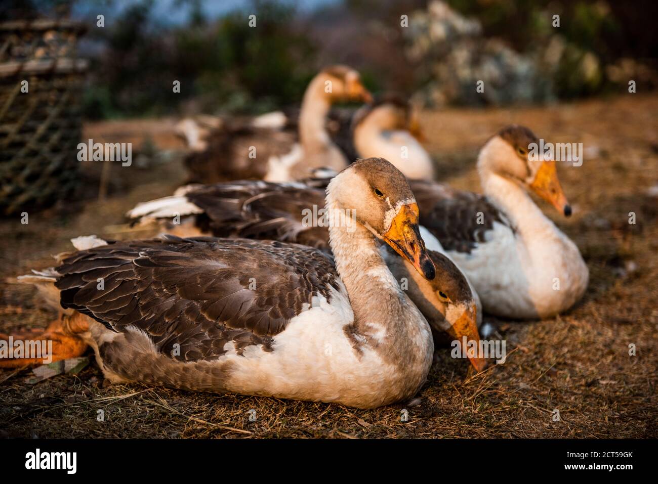Madagascar geese hi-res stock photography and images - Alamy