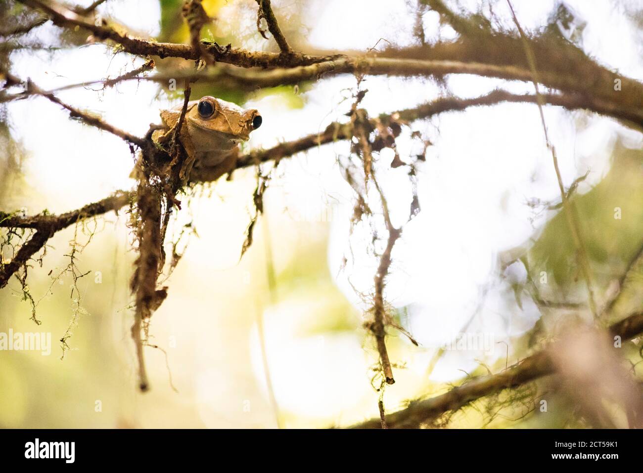 African tree frog hi-res stock photography and images - Alamy