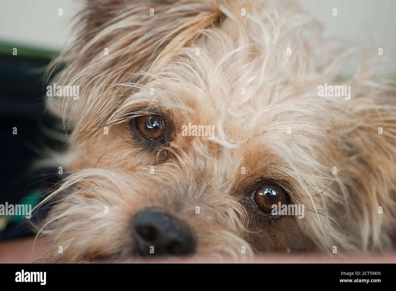 flat detail dog face relax Stock Photo - Alamy