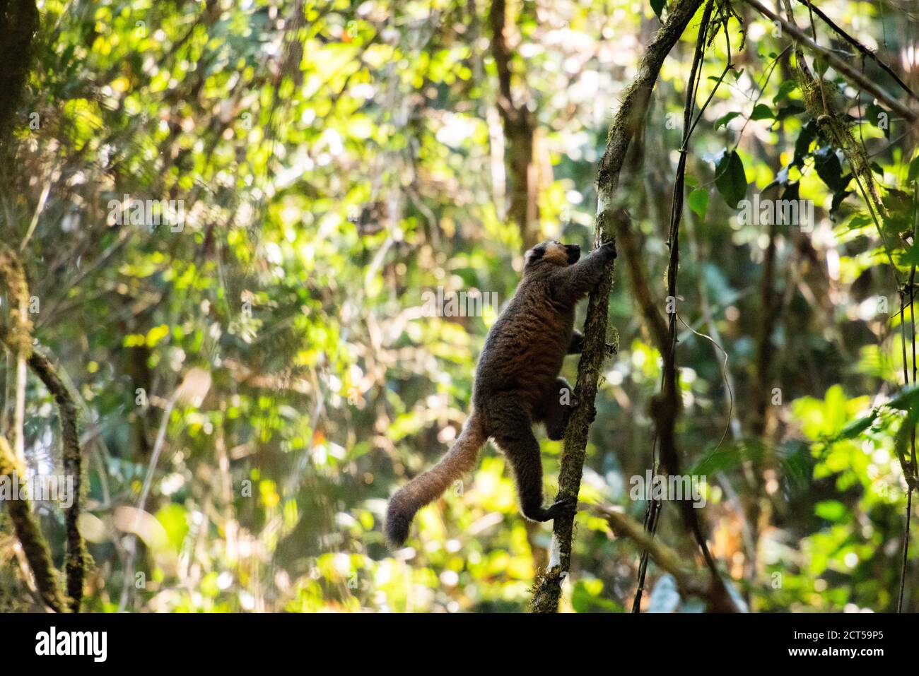 Golden Bamboo Lemur (Hapalemur aureus), Ranomafana National Park, Haute ...