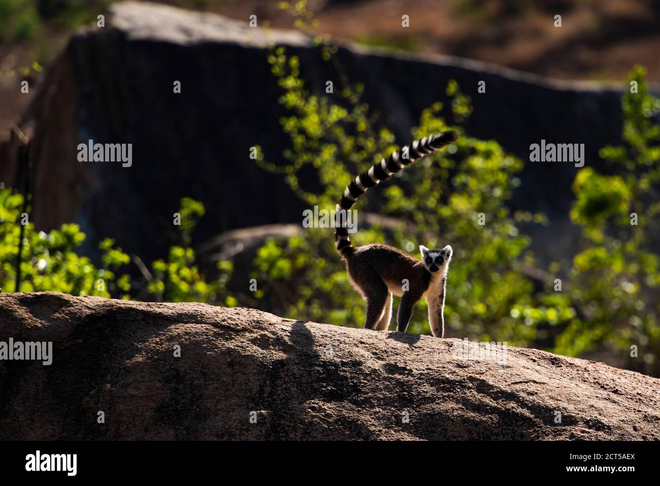 Ring-tailed Lemur (Lemur catta), Anja Community Reserve, Haute ...