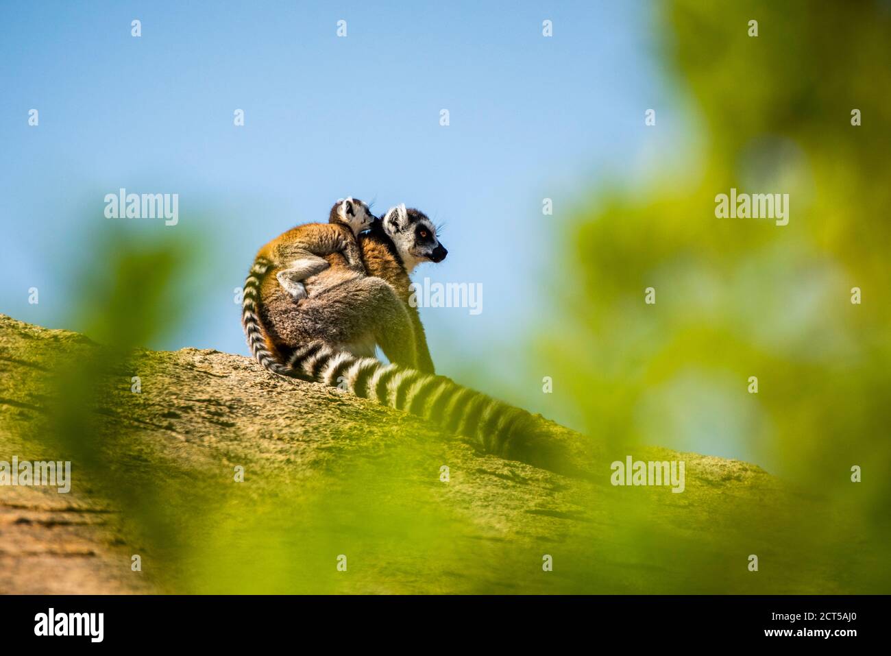 Ring-tailed Lemur and its baby (Lemur catta), Anja Community Reserve ...