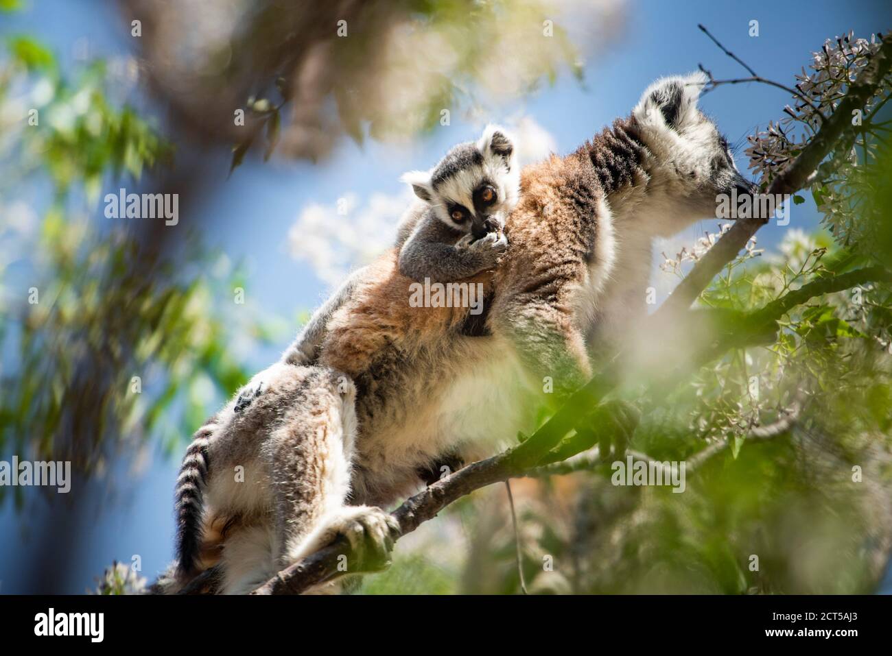 Baby Ring-tailed Lemur (Lemur catta), Anja Community Reserve, Haute ...