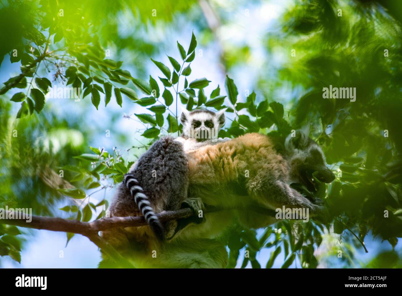 Ring-tailed Lemur baby (Lemur catta), Anja Community Reserve, Haute ...