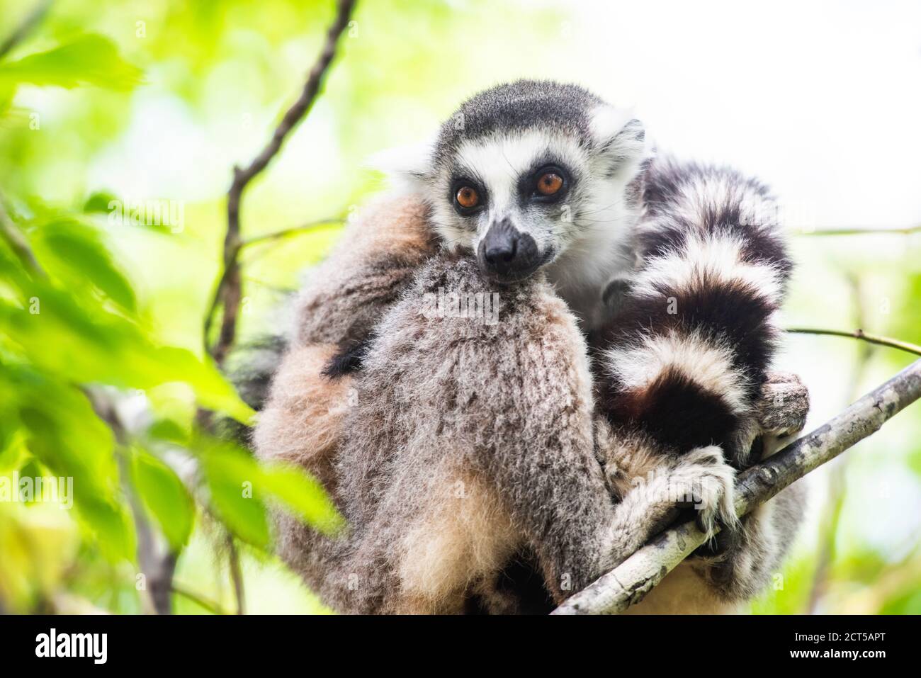 Ring-tailed Lemur (Lemur catta), Anja Community Reserve, Haute ...