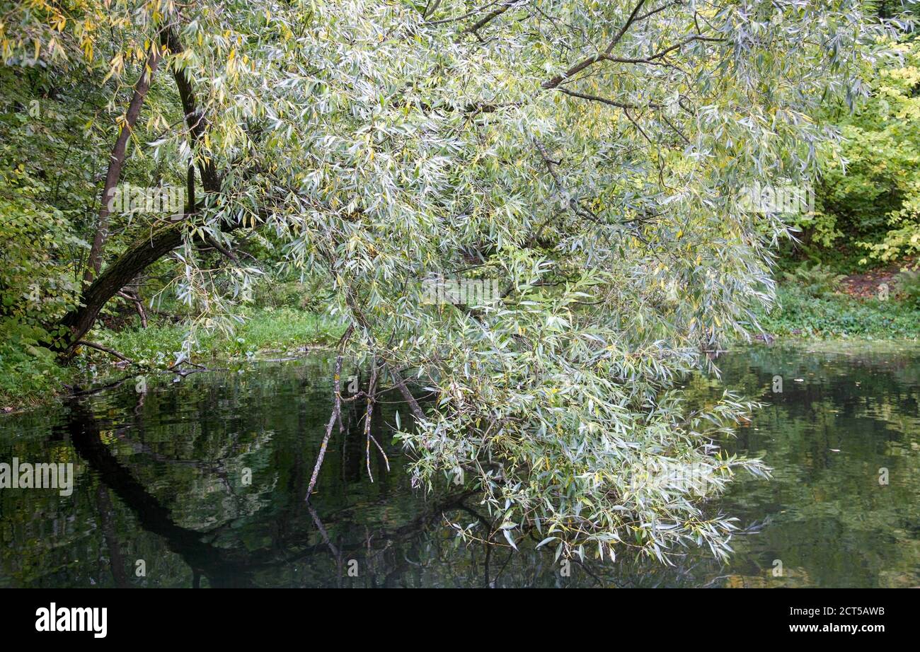 Willow branches hanging over water hi-res stock photography and images ...