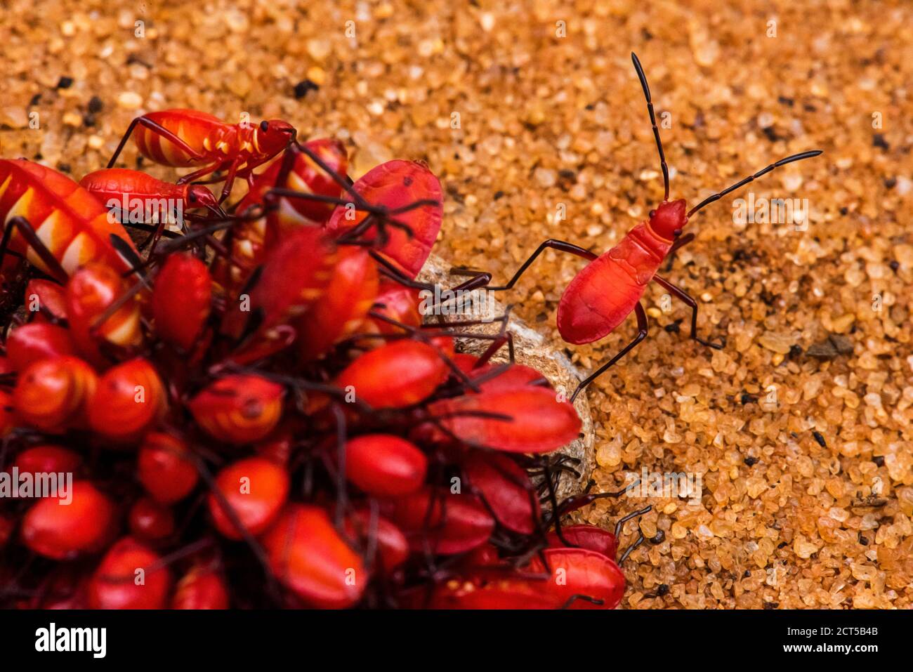 Red Cotton Stainer Bug (Dysdercus cingulatus) in Spiny Forest Reserve ...