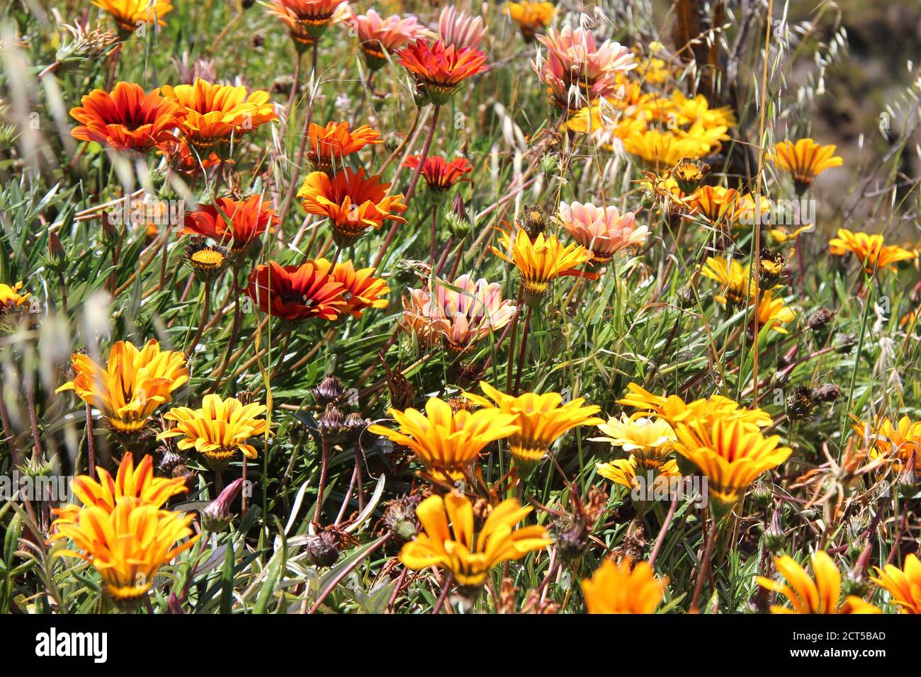 wild flowers on kangaroo island (australia Stock Photo - Alamy