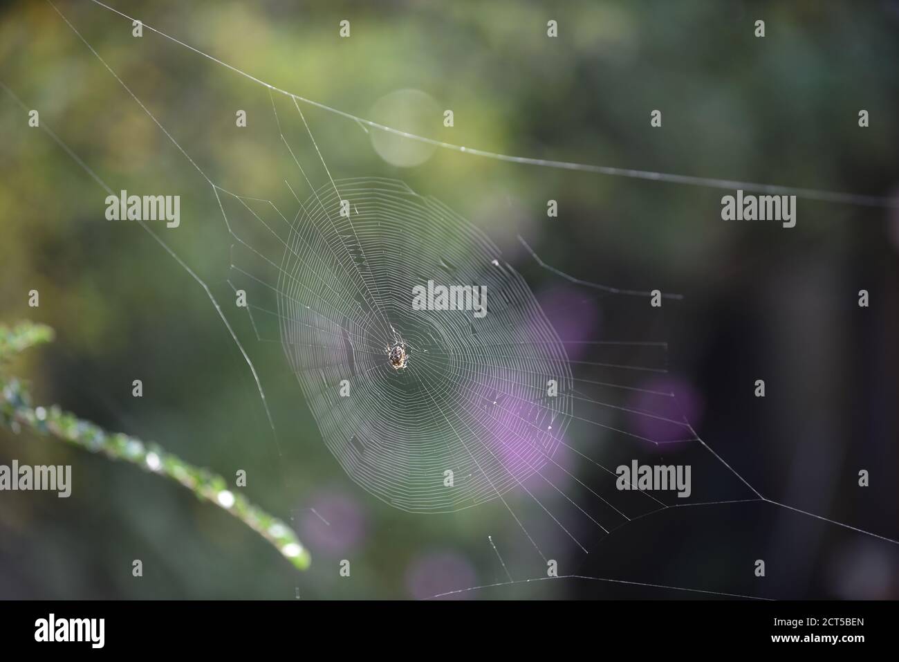 Spider in a web ready to catch insects with detail of cobweb in morning ...