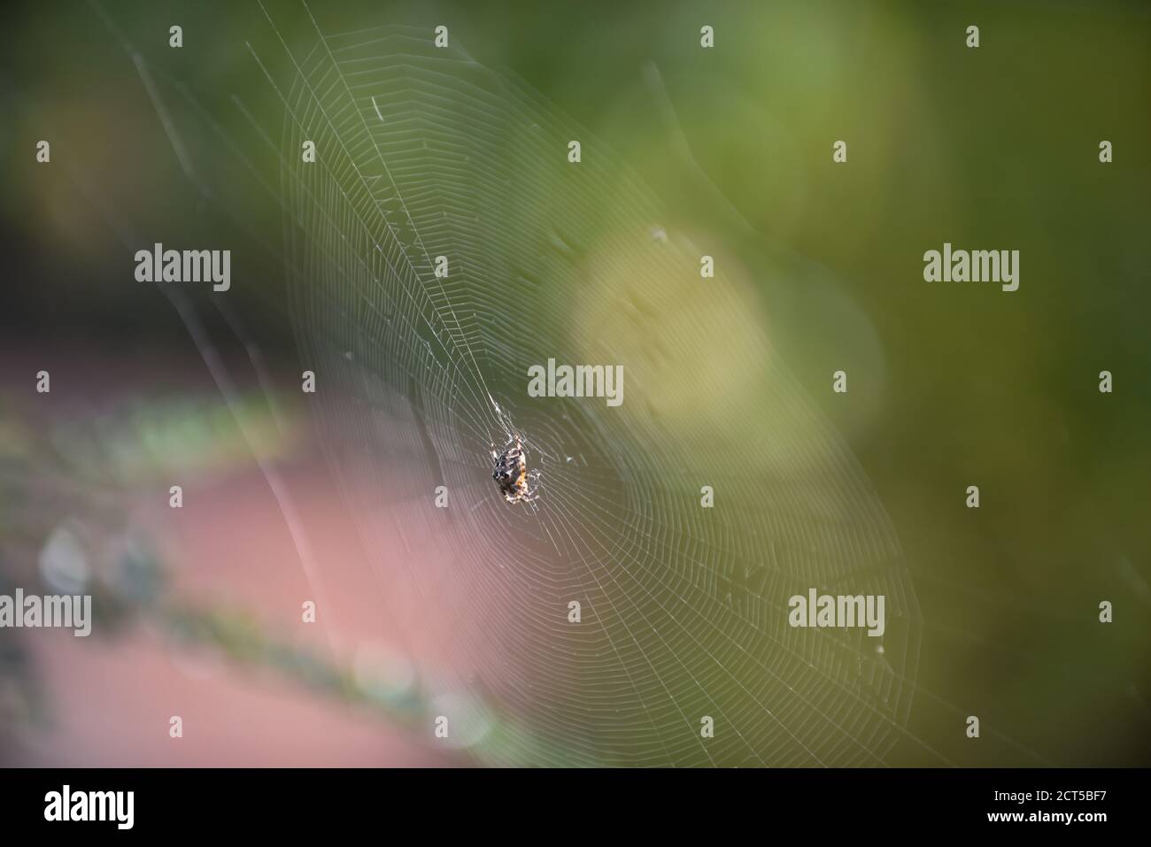 Spider in a web ready to catch insects with detail of cobweb in morning ...